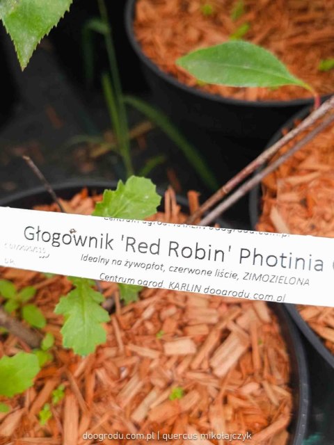 Photinia fraseri 'Red Robin' Czerwony żywopłot Głogownik Frasera C2 40 ...